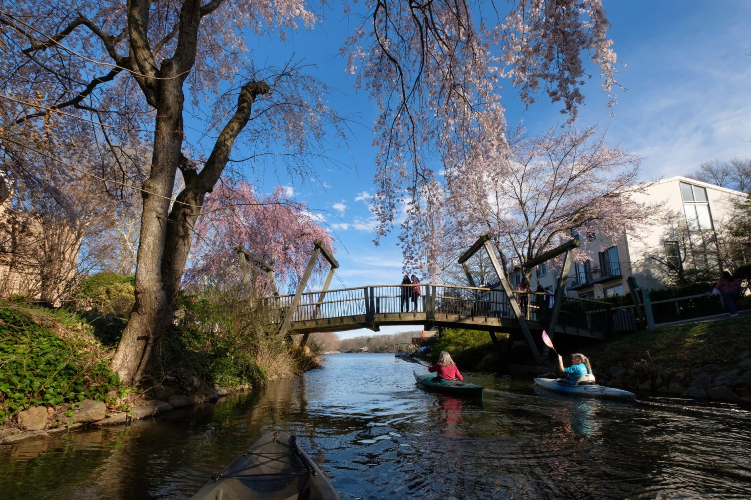2026 DMV Cherry Blossom Festival events
